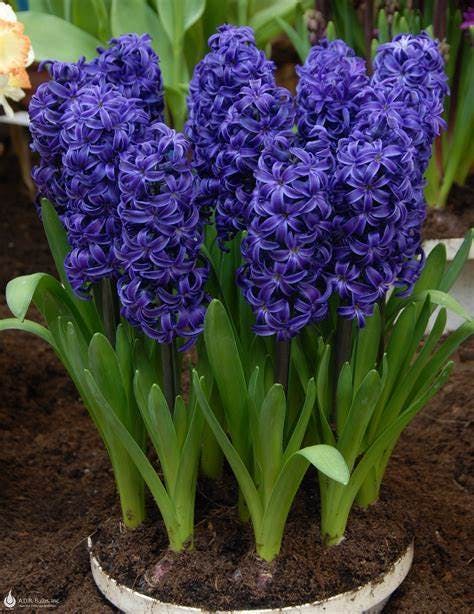 Springfield MA Florist - Flower Delivery Springfield by Durocher's Florist